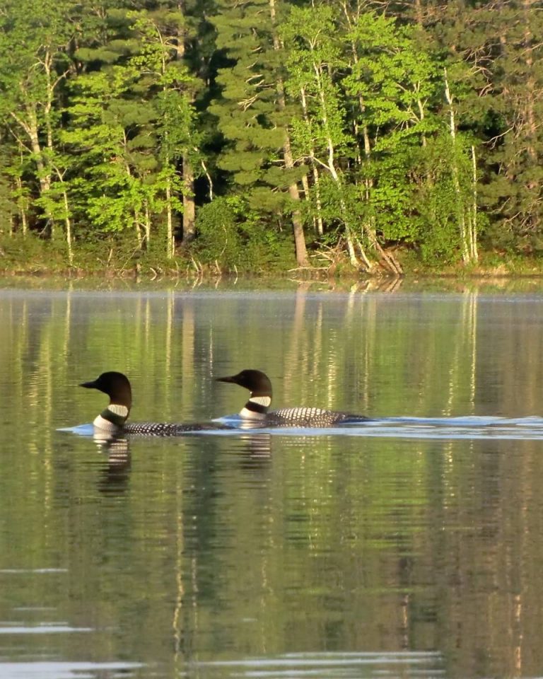 Lake Owen Lake Association | Preserving and Protecting Lake Owen